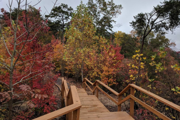 Autumn in DeKalb County: A Kaleidoscope of Colors
