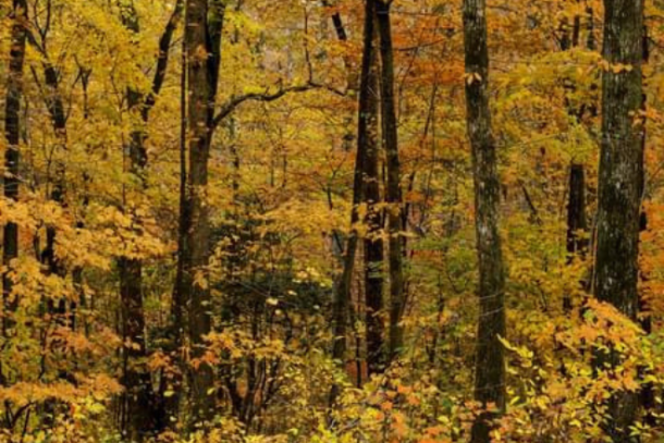 Autumn in DeKalb County: A Kaleidoscope of Colors