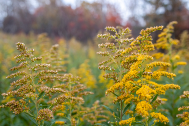 Autumn in DeKalb County: A Kaleidoscope of Colors