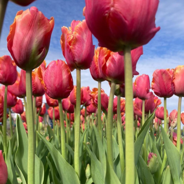 Bask in the Beauty of Tulip Season at Moonflower Farms in DeKalb